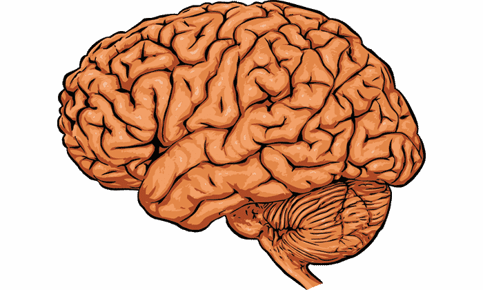 The Dying Brain – Part 2 | Chicago Health