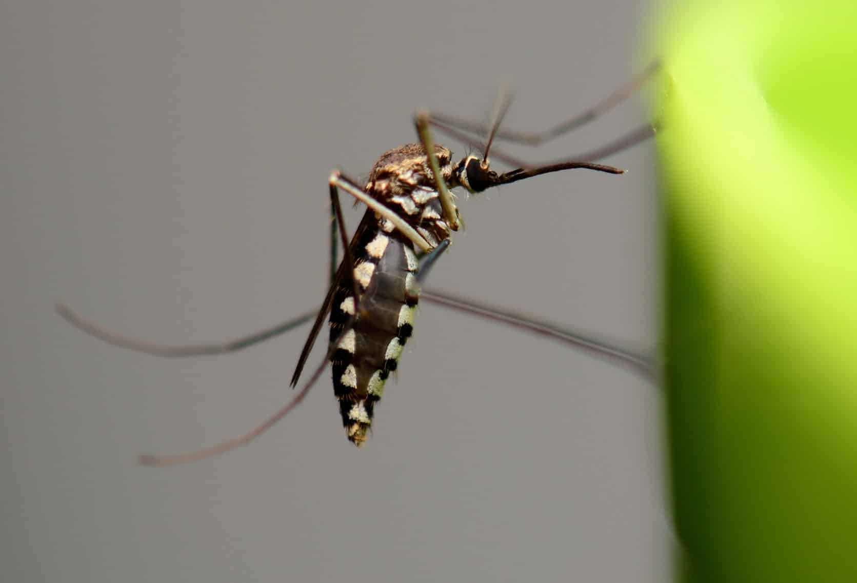 How you can best protect yourself against mosquito bites - Chicago Health How you can best protect yourself against mosquito bites - Chicago Health